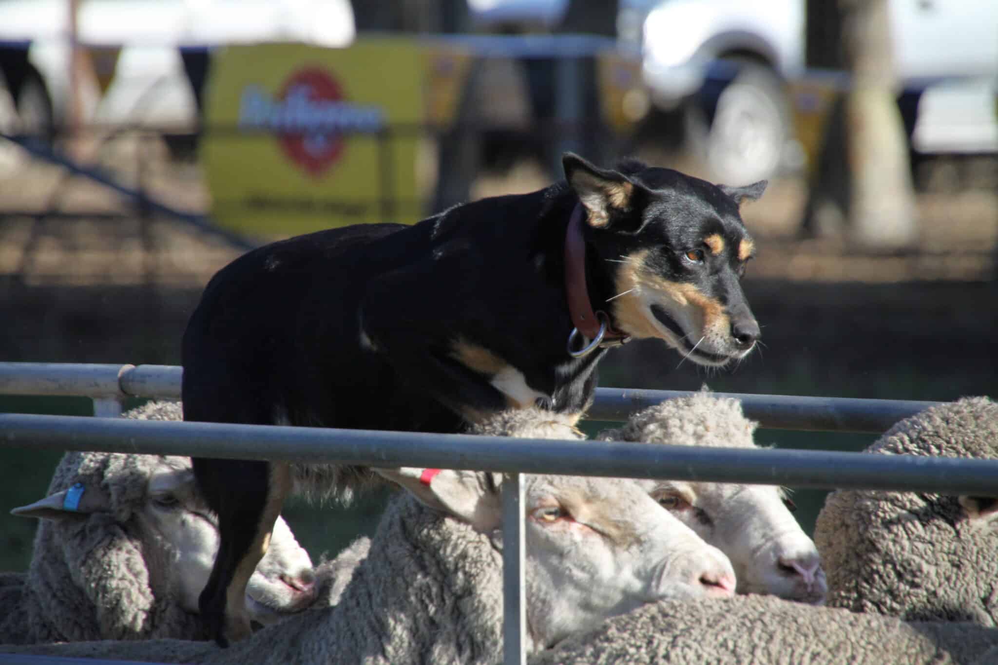 What’s on for 2025 – Southeast Field Days